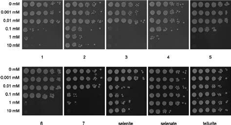 Most Selenium And Tellurium Compounds Investigated Exhibit A Pronounced Download Scientific