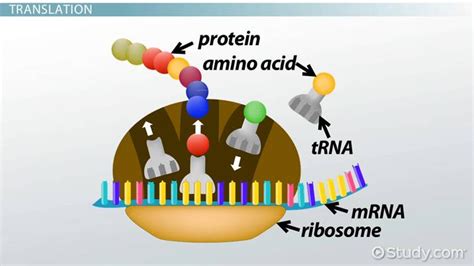 Protein Synthesis Simulationa Fun And Engaging Cooperative Learning