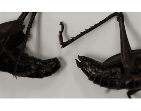 Gender Grasshopper Plymale Quiz