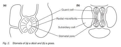 Water Retention And Stomata