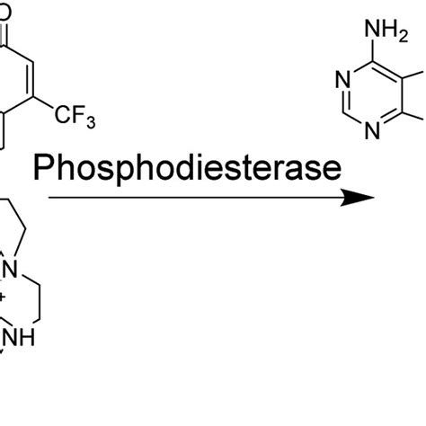 Detection Of Phosphodiesterase Activity By Chemosensor 3 The Substrate