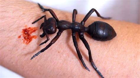 Black Ants That Bite