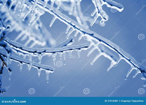 Frozen In The Ice Branches Stock Image Image Of December 37018481