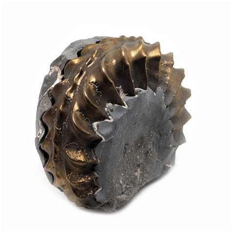 Pyritized Ammonite Fossil Pair The Fossil Cartel