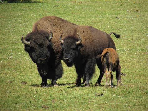 Female Bison