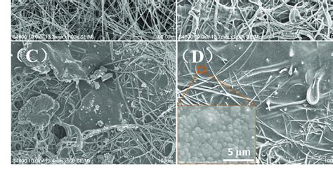 The Surface Morphology Of The Membranes A Glass Fiber Microporous Download Scientific