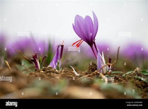 Saffron Flowers In The Field Crocus Sativus Commonly Known As Saffron Crocus Delicate Violet