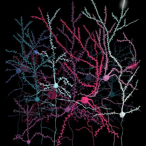 Cortical Neurons Album On Imgur