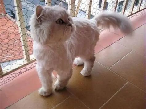 Cute Pictures Of Shaved Cats