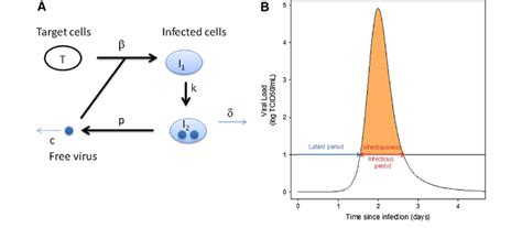Mathematical Modeling Of Influenza Kinetics A Schematic Of The Model