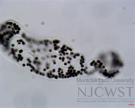 Microcystis New Jersey Center For Water Science And Technology Montclair State University