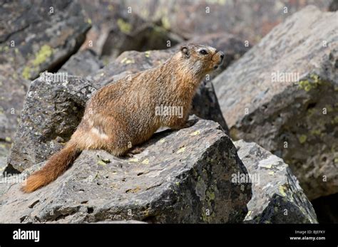 Yellow Bellied Marmot Rock Chuck Marmota Flaviventris On A Rock