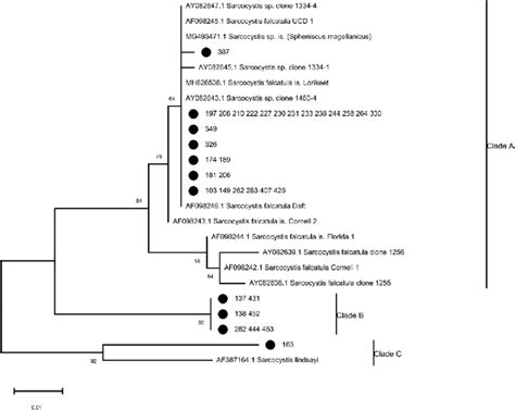 Phylogenetic Tree Of Sarcocystis Spp Based On Its1 Sequences The Tree