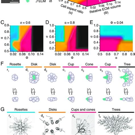 A Simple Model Shows That Amount Of Ecm Cell Aspect Ratio And Ecm
