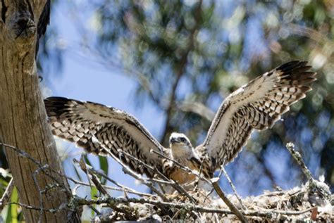 Bald Eagles Adopted A Baby Hawk In The Bay Area Bay Nature