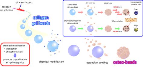 The Concept Of Bone Biofabrication With Using Cell Parts Of Osteo