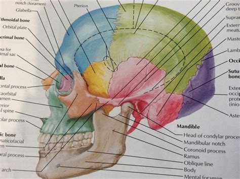 Infratemporal Fossa Dr Desiderio Flashcards Quizlet