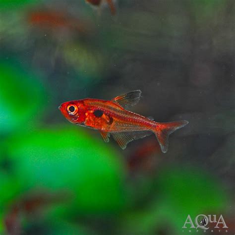 Red Phantom Tetra Tank Size