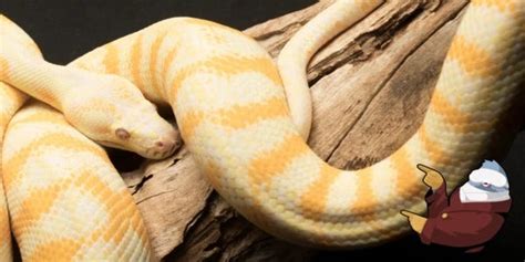 Empowering Developers In 2024 A Comprehensive Python Automation