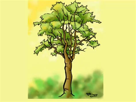 Simple Sequoia Tree Drawing At PaintingValley Com Explore Collection Of Simple Sequoia Tree