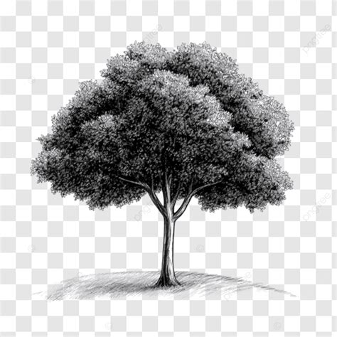 Intricate Tree Sketch Art With Detailed Branches And Leaves Tree