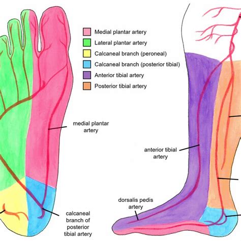 Illustration Of Defined Angiosomes Of The Foot And Ankle Download