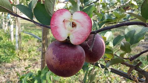 Apple BAYA MARISA / Яблоко Байя Мариса - YouTube