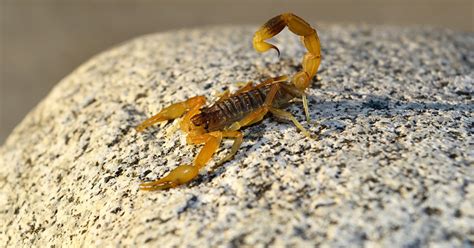 Qué Hacer En Caso De Ser Picado Por Un Alacrán Infobae