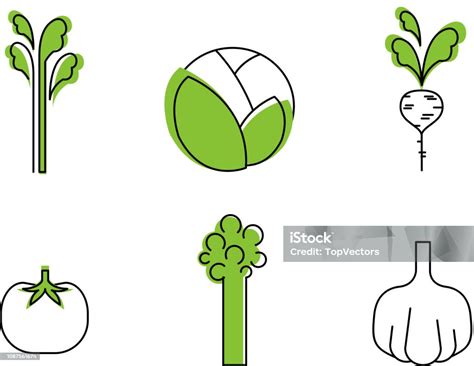 신선한 야채 선 아이콘 세트 양배추 푸른 잎 무 토마토 마늘 브로콜리 아스파라거스 흰색 바탕에 유기농 건강 식품 벡터 일러스트 레이 션 건강한 식생활에 대한 스톡 벡터 아트