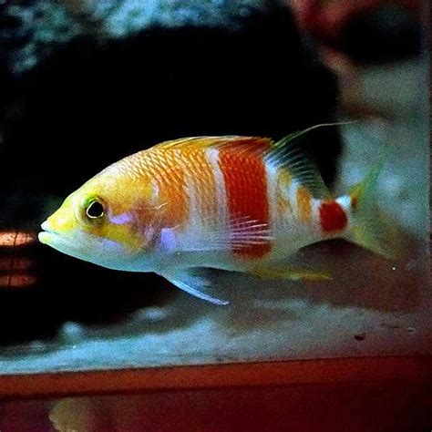 Plectranthias Kelloggi Wikiwand