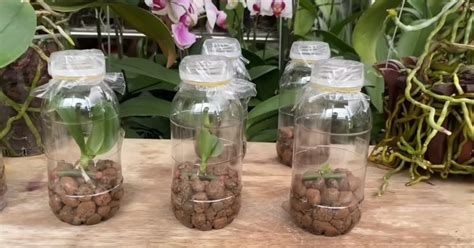 От един цветонос отглеждам поне 4 нови орхидеи лесен и успешен начин за размножаване За Жената