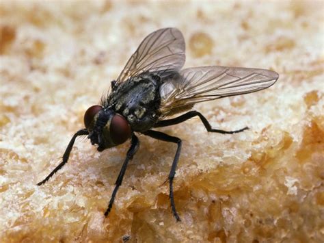 Big Fat Black Flies In My House