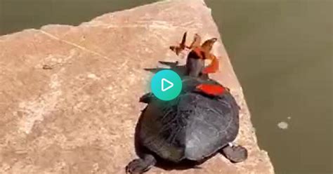 These Butterflies Are Sipping On Turtle Tears Its A Behavior Known As Lachryphagy… Album On