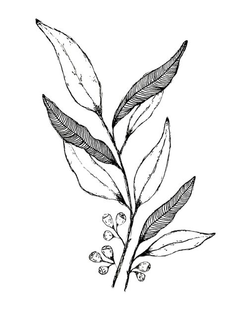 Stringybark Wild Art