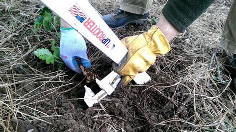 Will Uprooter Pull Blackberry Roots Youtube