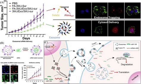 Adjustment Of Relevant Gene And Protein Expression Level Under The