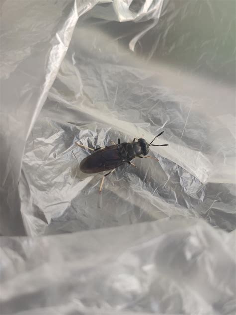 What S This Bug R Whatsthisbug