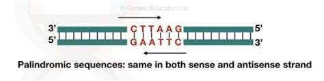 what are the restriction enzymes top 10 restriction enzymes used in genetic engineering