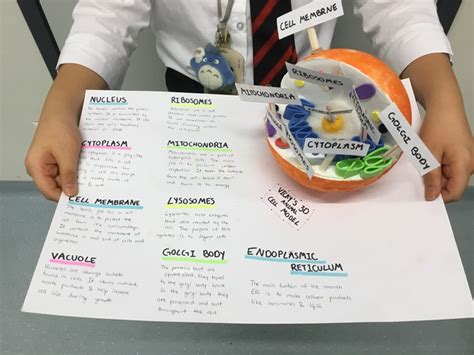 Plant Cell Model Year 7 Plant Cell Model Small Despite Many Years