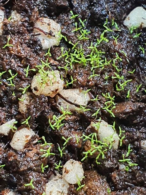 카펜시스 긴잎끈끈이주걱 키우는 팁 정리 네이버 블로그