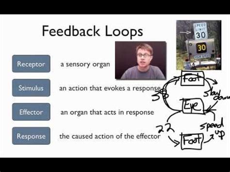 A Great Explanation Of The Elements Of A Feedback Loop Negative Feedback And Positive Feedb