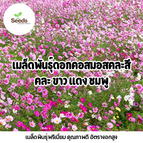 เมล็ดพันธุ์ ดอกคอสมอสคละสี ปลูกง่าย ปลูกได้ทุกสภาพดิน ดอกสวย[seeds Garden Fresh] Shopee Thailand
