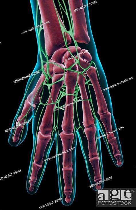 The lymph supply of the hand, Stock Photo, Picture And Royalty Free ...
