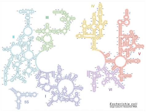 Ribosomal Rna Structure