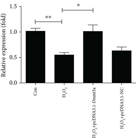 dnmt3a protein expression and dnmt3a rescue under os a the protein