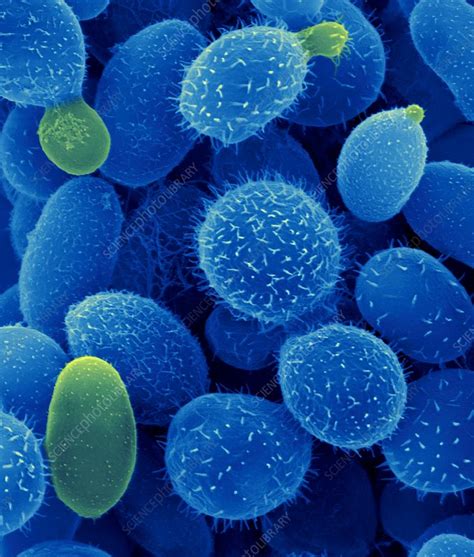 Yeast Fungus Cryptococcus Festucosus SEM Stock Image C032 3163 Science Photo Library