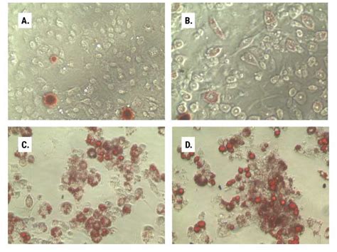 Homogeneous Assays For Triglyceride Metabolism Research
