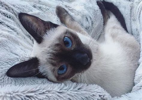 26 Thai Cat Names Best Siamese Cat Names The Paws Siamese Cats