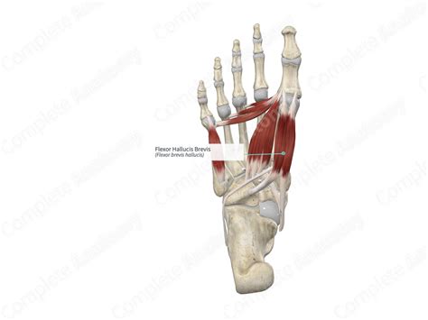 Flexor Hallucis Brevis Complete Anatomy