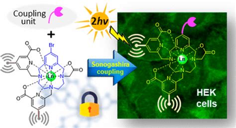 Design Of Bifunctional Pyclen Based Lanthanide Luminescent Bioprobes For Targeted Two Photon